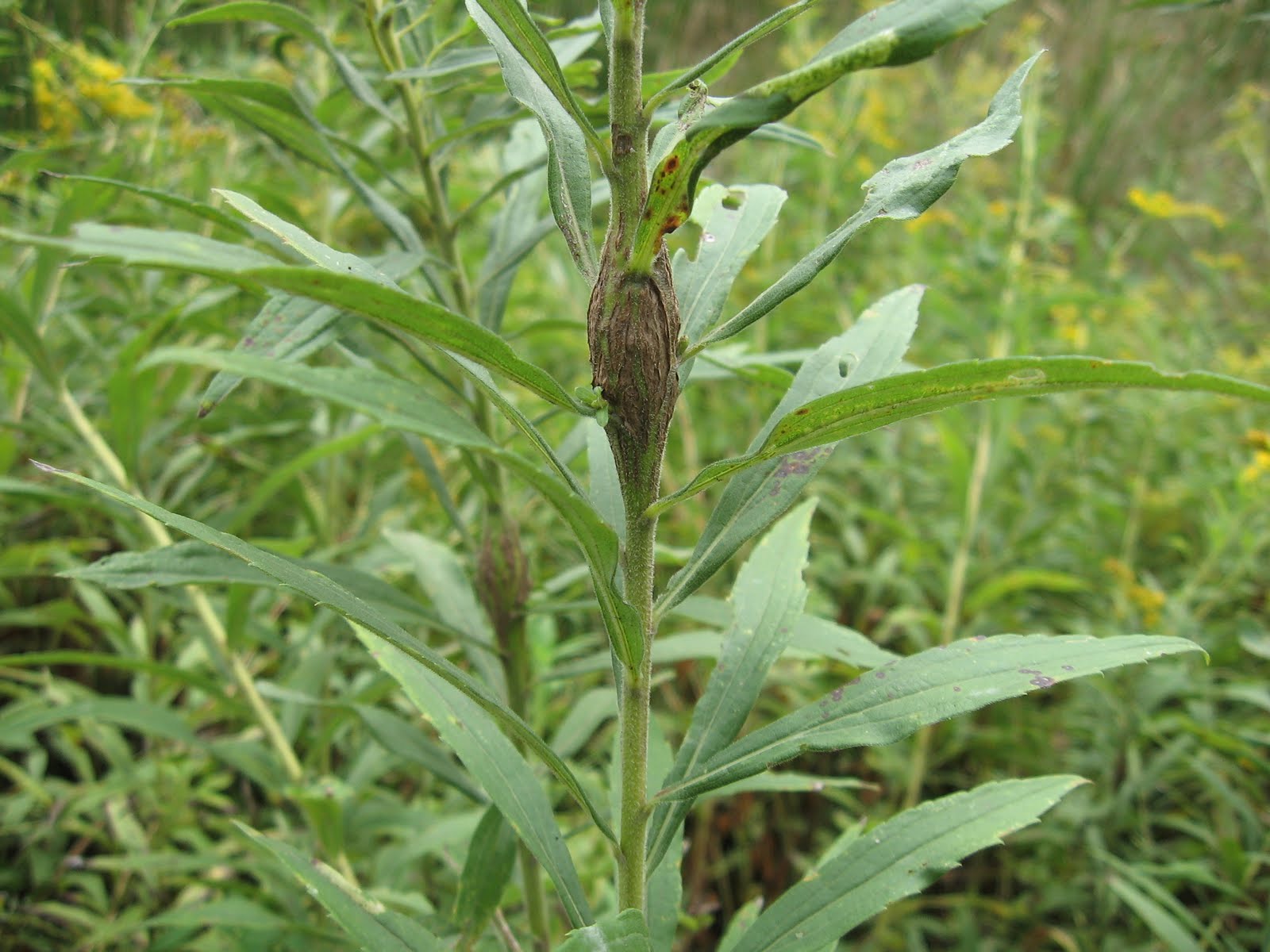 Tangled Web: Getting a Grip on Goldenrods