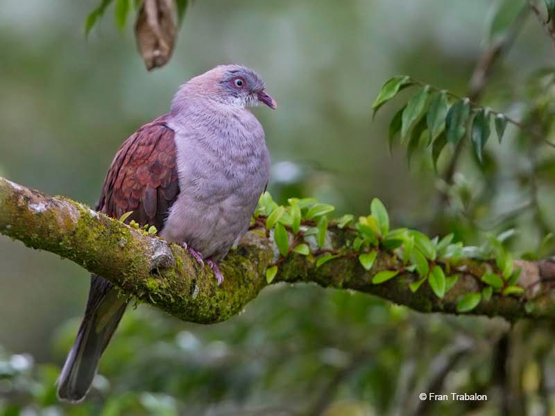 ZAGROS NATURE IMAGES: Mountain Imperial-pigeon