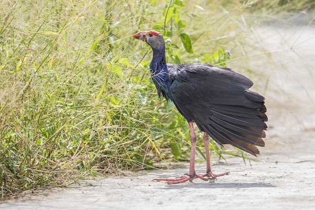 As The Crow Flies - a Hong Kong Birding Blog: An Untickable Bird