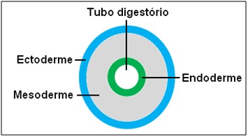 Blog de Biologia: Embriologia