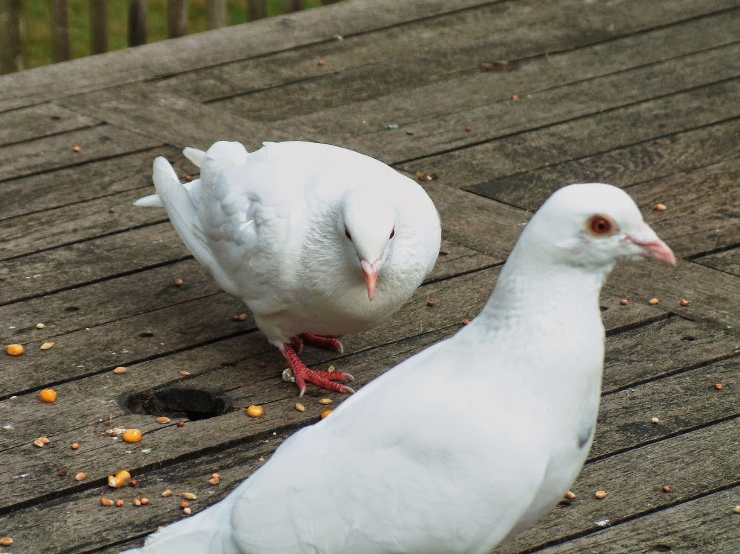 My Doves: Injuries, a return and more babies!