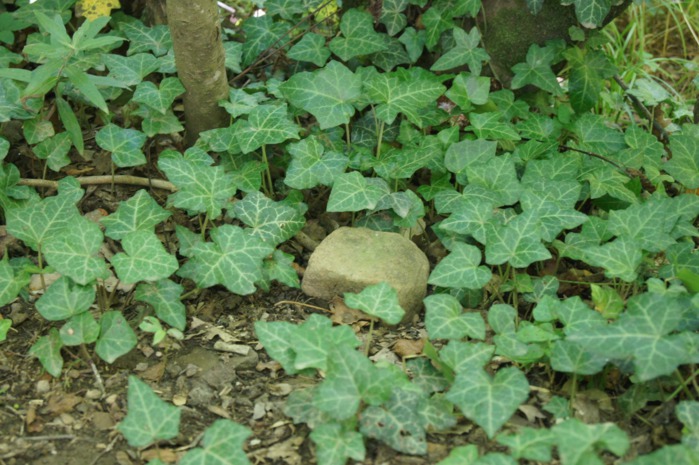 Паутина в вечерних сумерках Кельтская религиозная традиция и Огам «Плющ