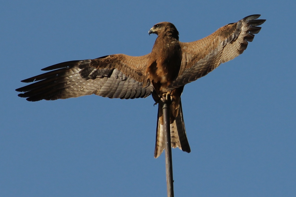 Journeys across Karnataka: Black Kite at Bareed Shahi Park, Bidar