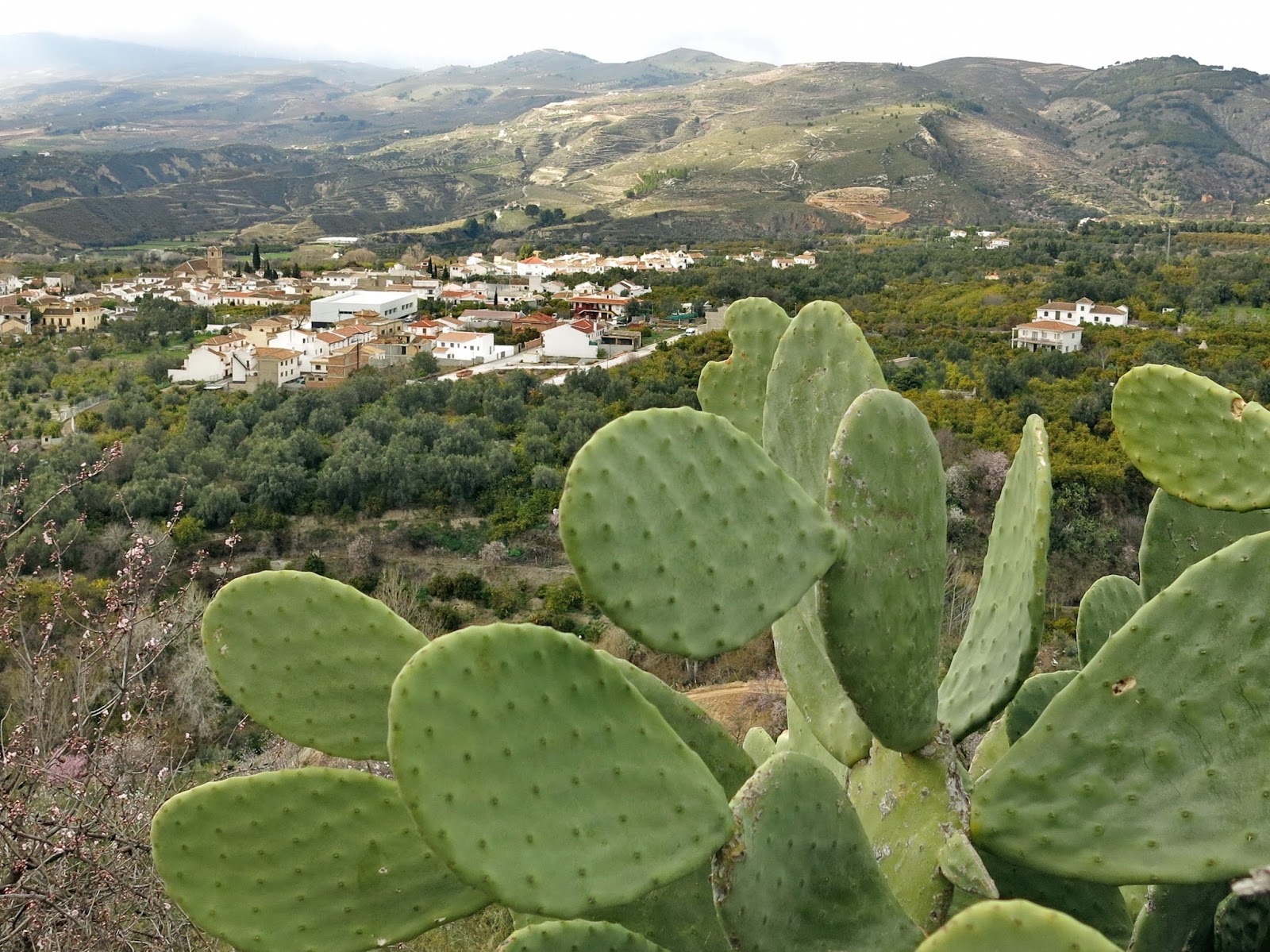 En verano - In summer: Adios a las chumberas
