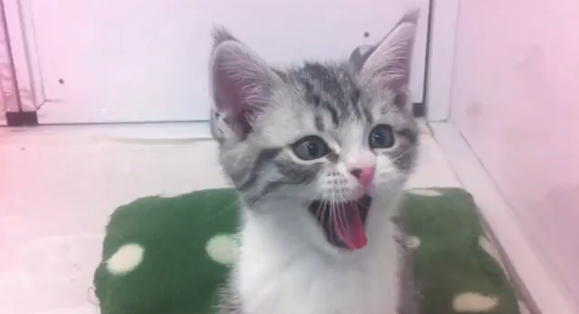 Catsparella: Silly Screaming Cats