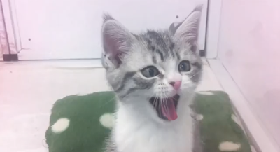 Catsparella: Silly Screaming Cats