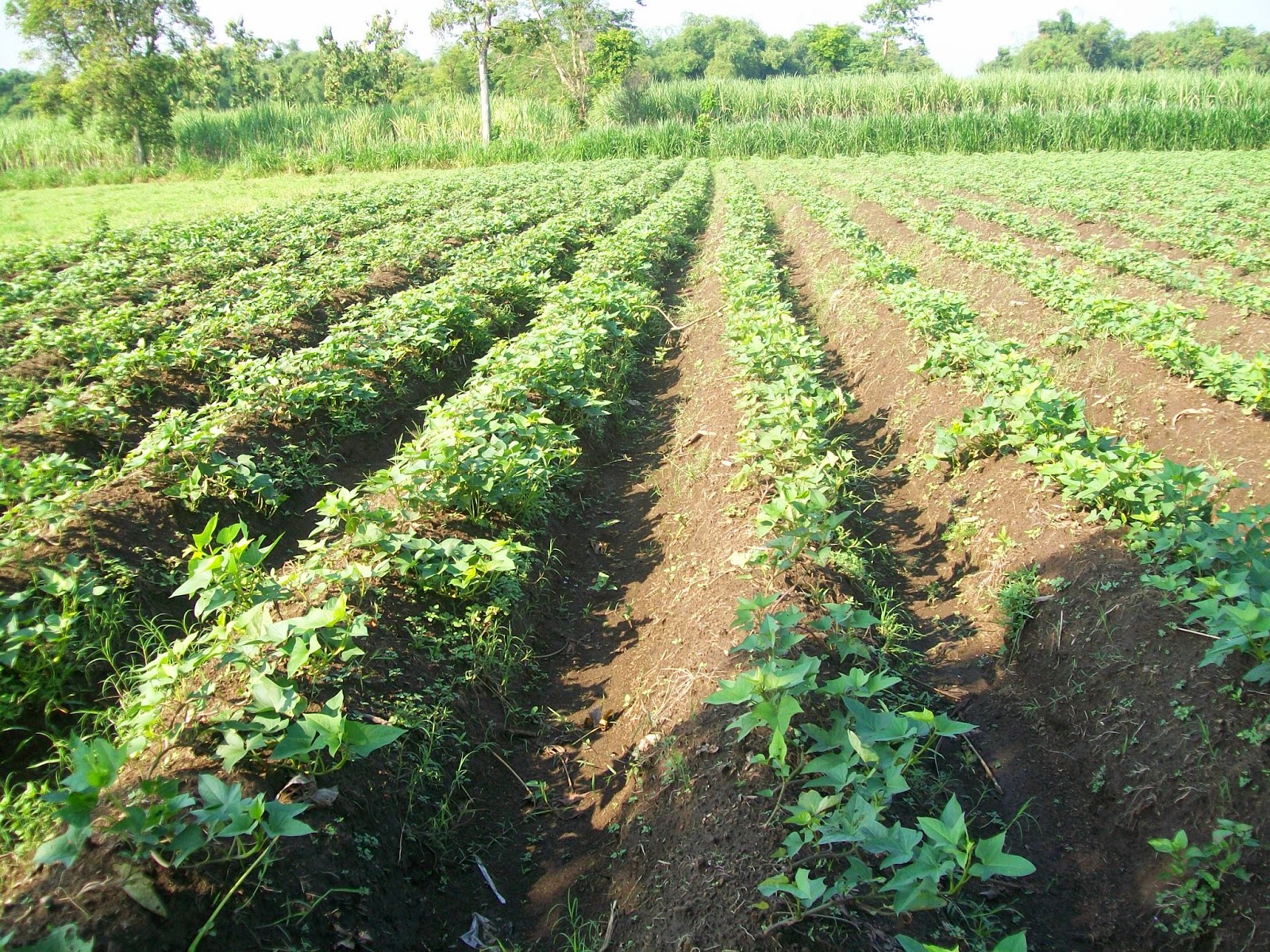 CARA MENANAM / BUDIDAYA UBI JALAR | Pertanian