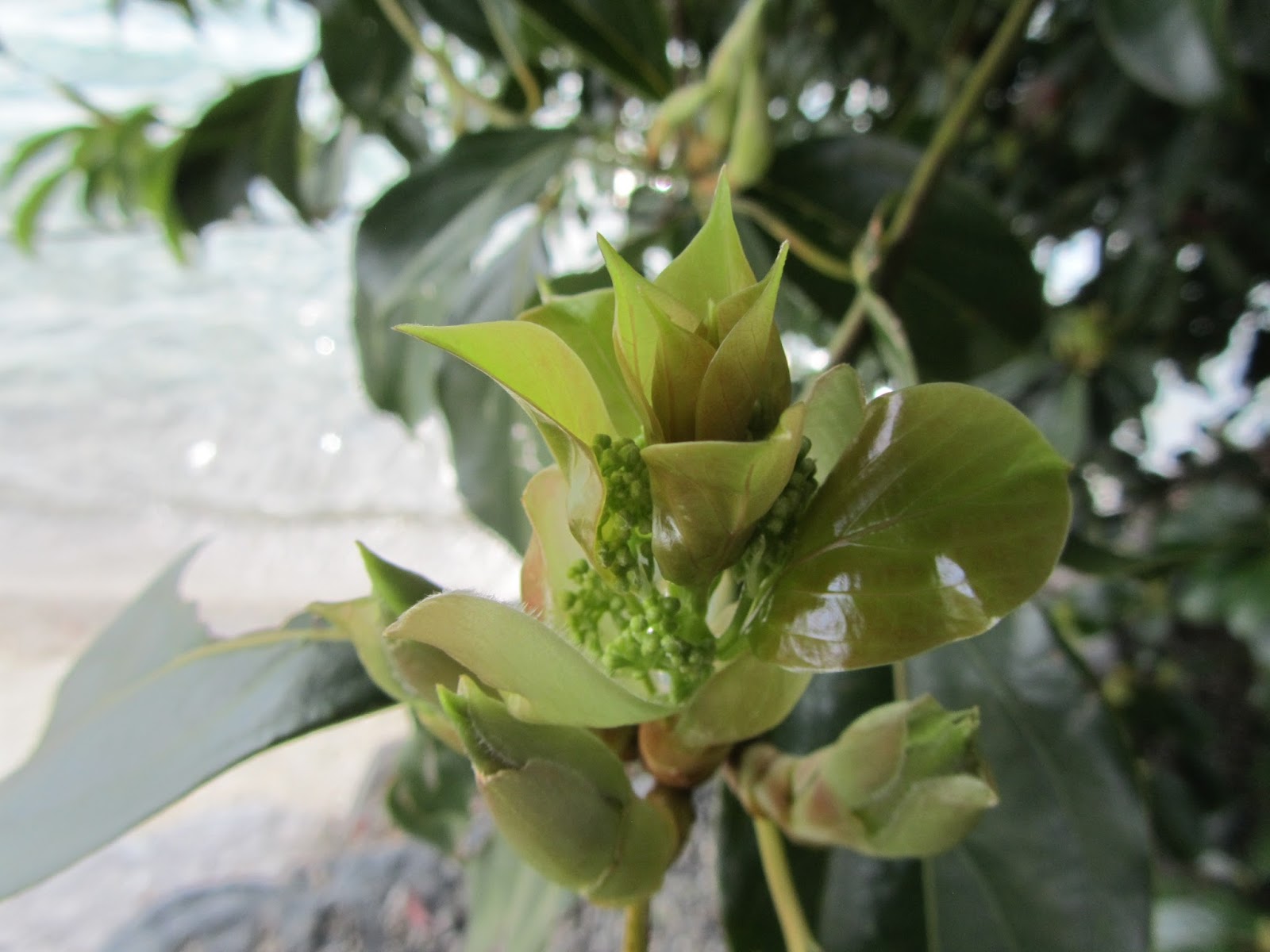 Come Coltivare la Pianta della Canfora (Cinnamomum camphora) ? | Il ...