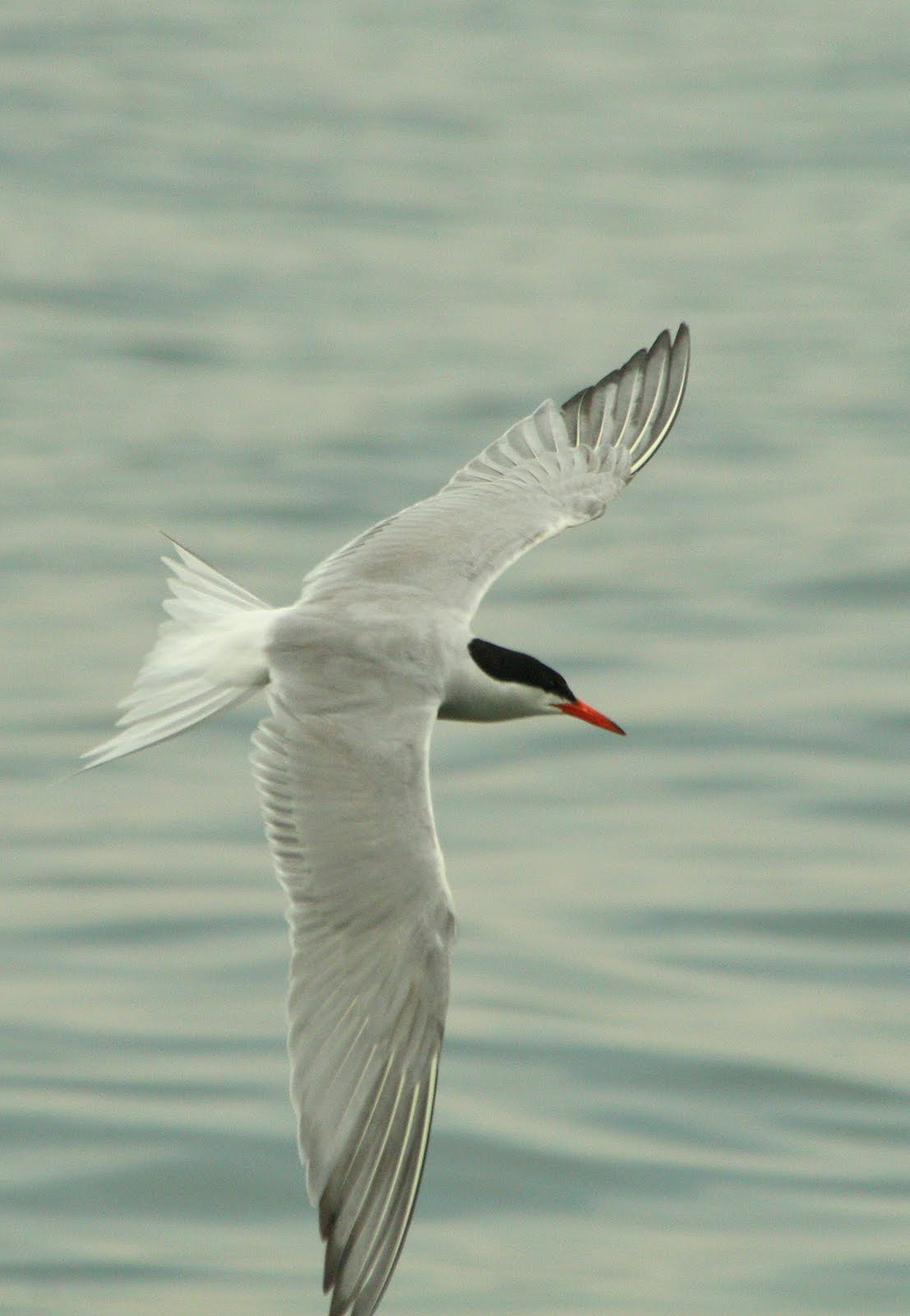 Common Tern - Travels With Birds