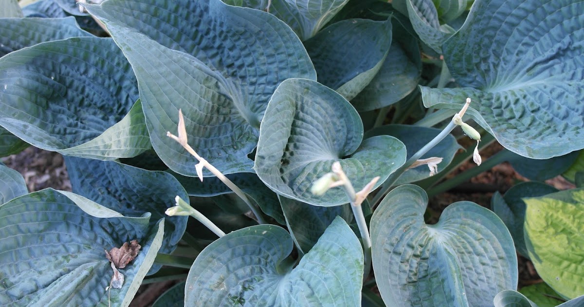 Cheesehead Gardening: And the creature eating my hosta scapes is........