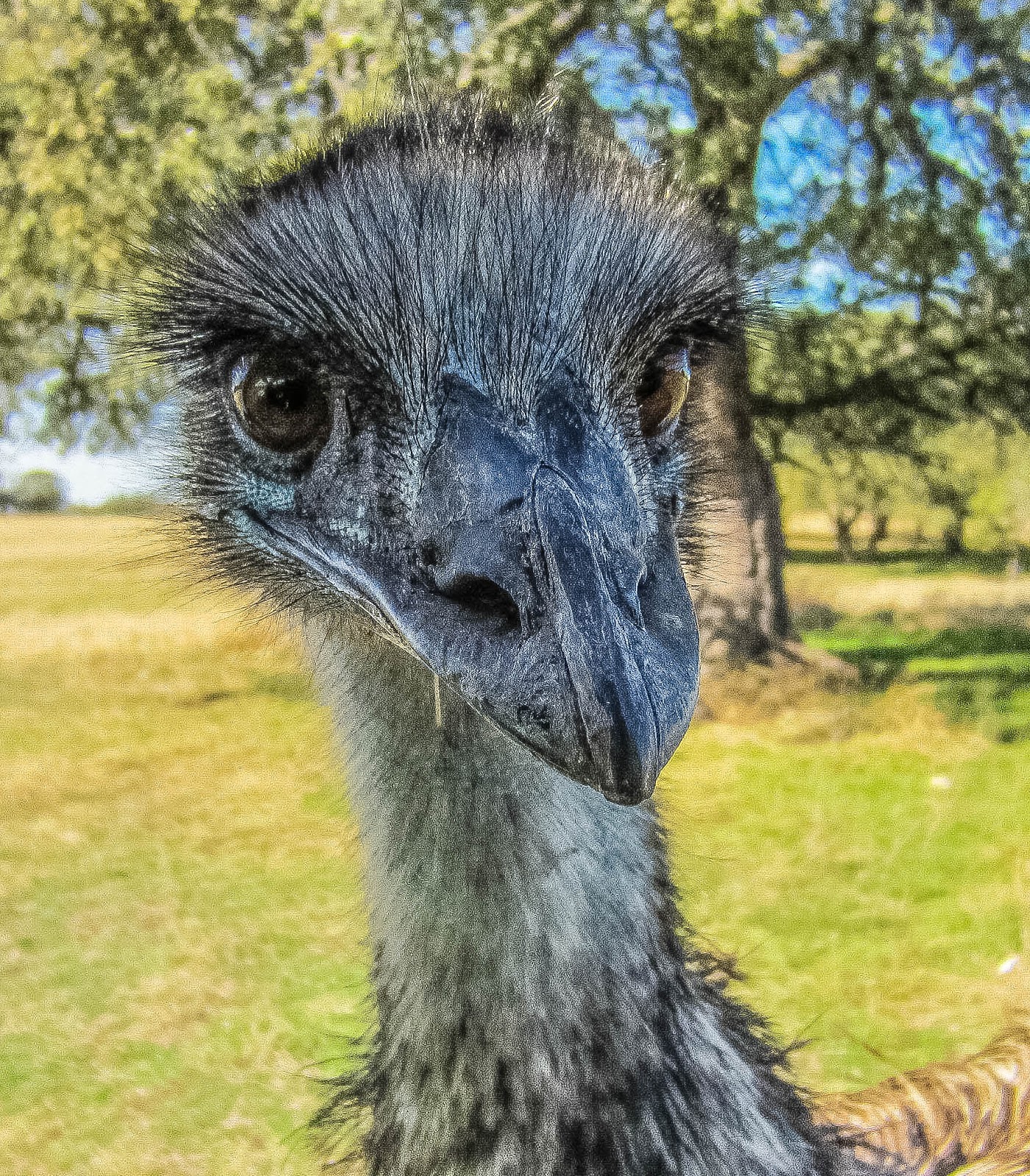 Cannundrums: Emu Tenderloin - Sous Vide