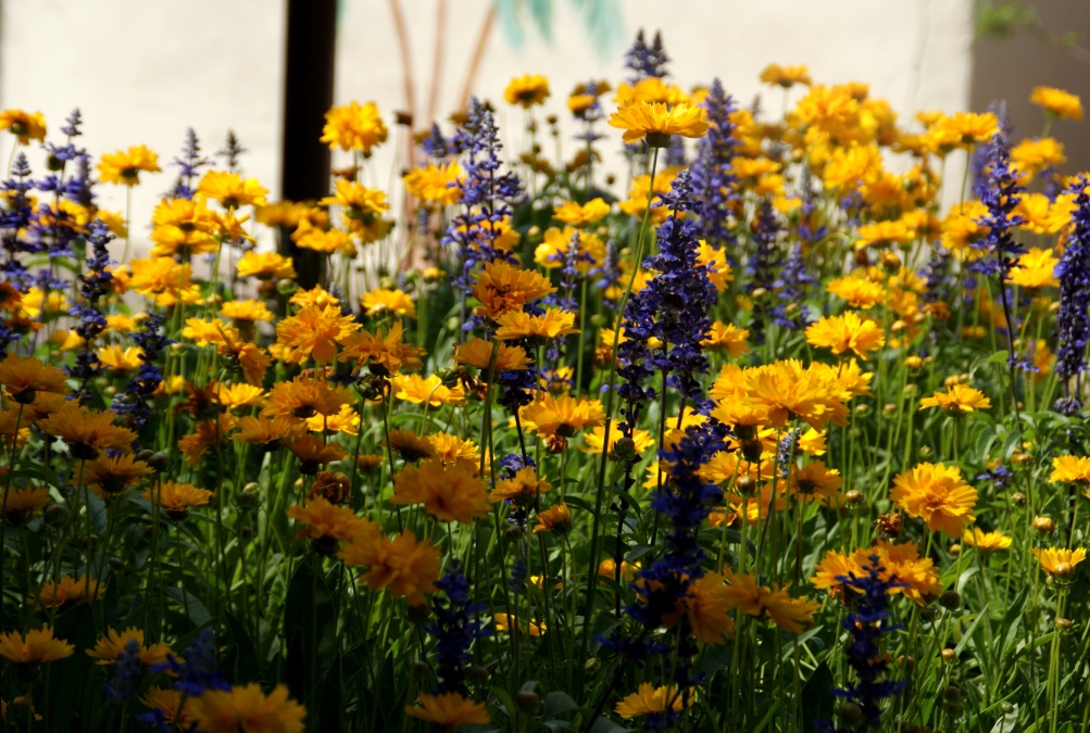 A photo, A thought............: Observation: Flower juxtaposition......
