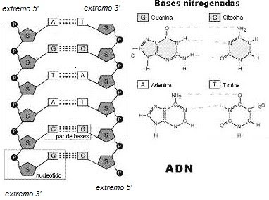 Ciencias Biológicas 4to año: ADN. Modelo de Watson y Crick