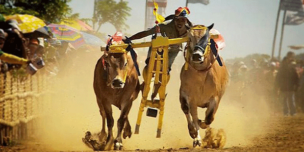 Karapan sapi dan kerbau dari Madura - Bloggrid