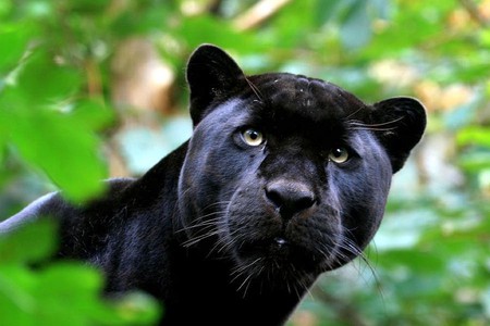 Animals Wallpapers: Black Puma With Yellow Eyes Wallpapers