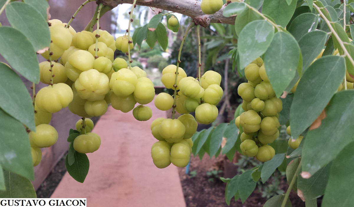 Viveiro Ciprest - Plantas Nativas e Exóticas: Groselha da Índia ou Star ...