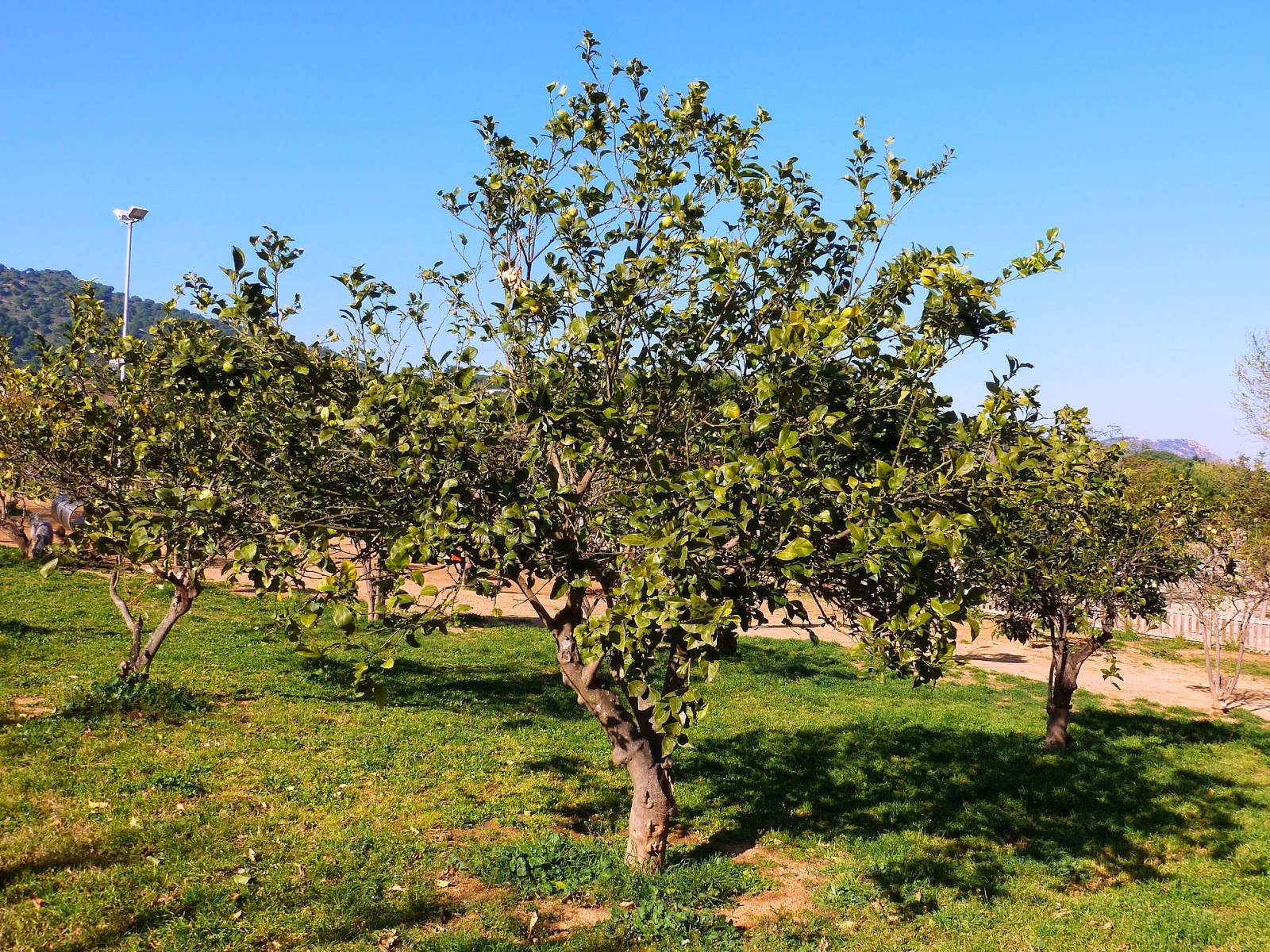 Árboles con alma: Limonero. Llimoner. (Citrus limon)