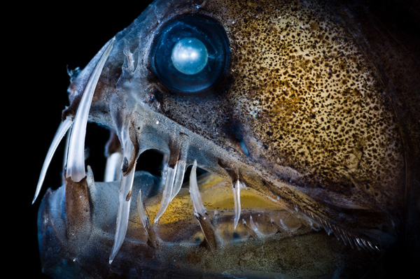 Hurricane Science Spot: Viper Fish!