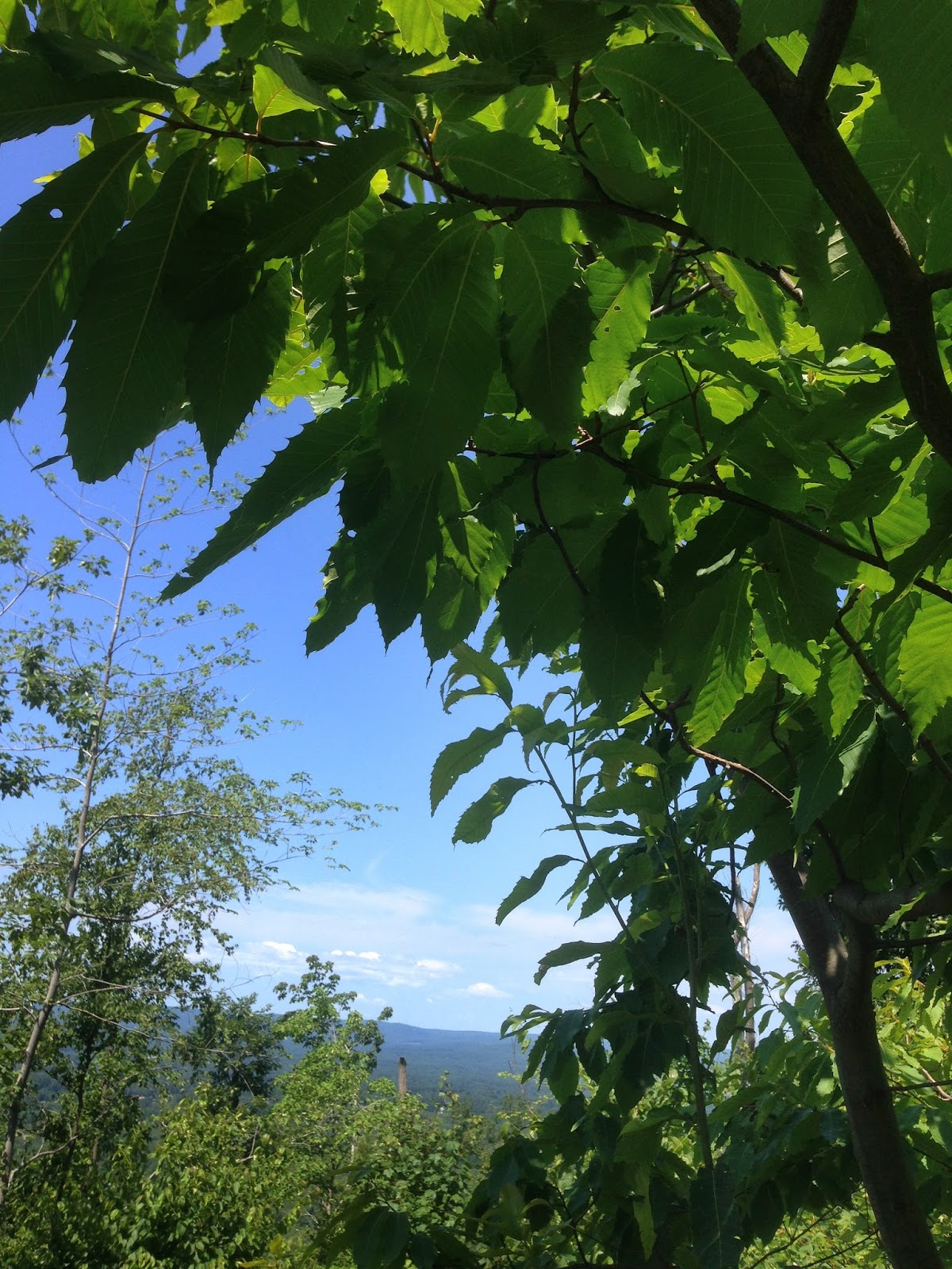 New England Forests: 2017