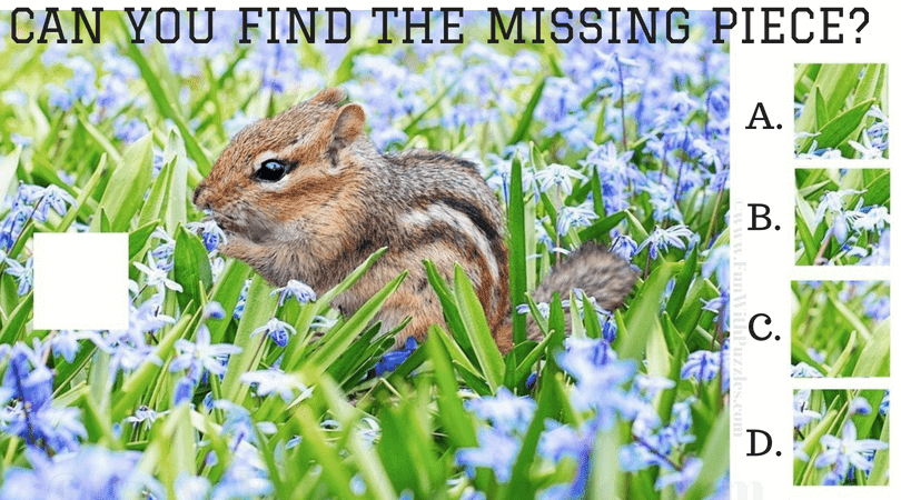 Fun Jigsaw Puzzle for Kids: Find the Missing Piece