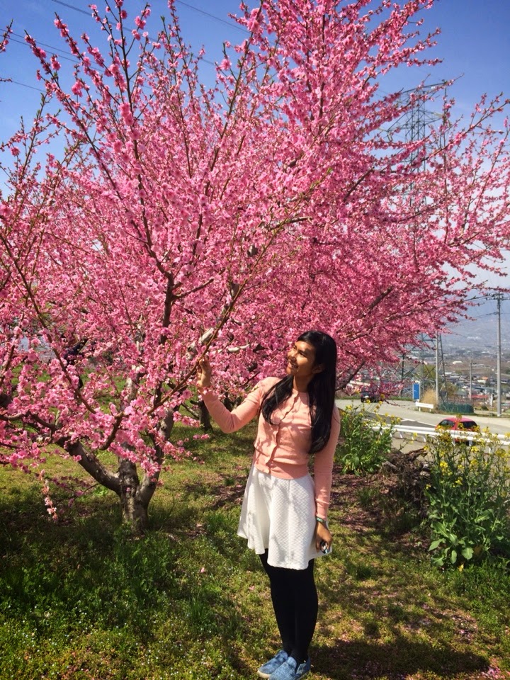 Bunga Persik Warnai Yamanashi | Life in Yamanashi - Home of Mt. Fuji