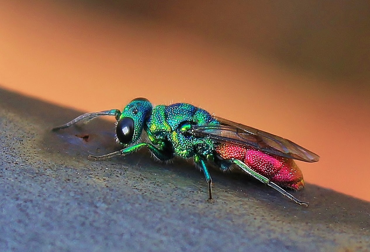 El Saúco: Avispa cuco (Chrysis ignita)
