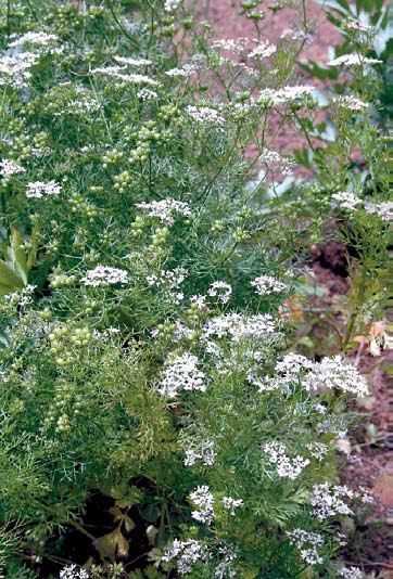 In en om die huis: Koljander Coriandrum sativum
