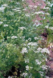 In en om die huis: Koljander Coriandrum sativum