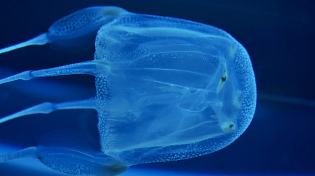 Box Jellyfish | The Biggest Animals Kingdom