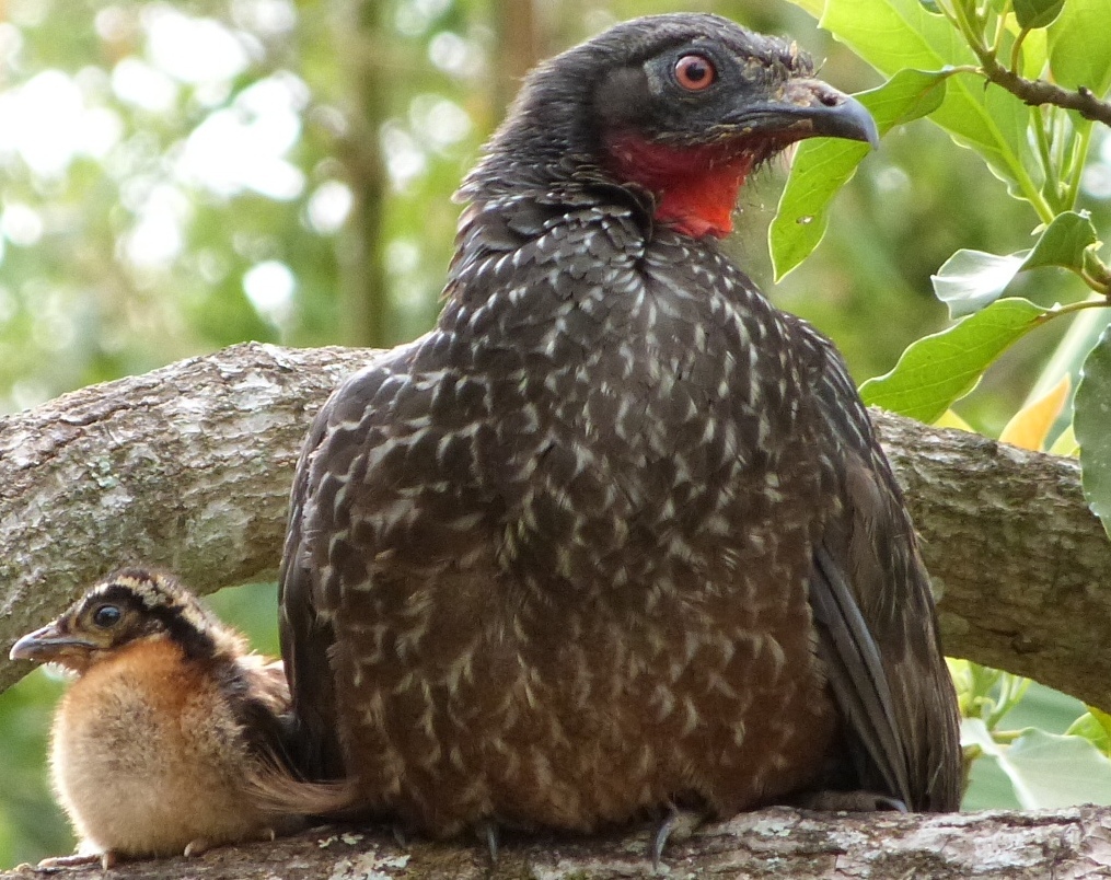 DePeru Blog: La Fauna de la Selva Peruana