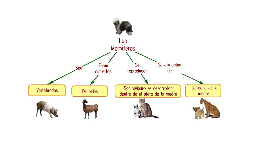 Aprender a Aprender: MAPA CONCEPTUAL DE MAMIFEROS