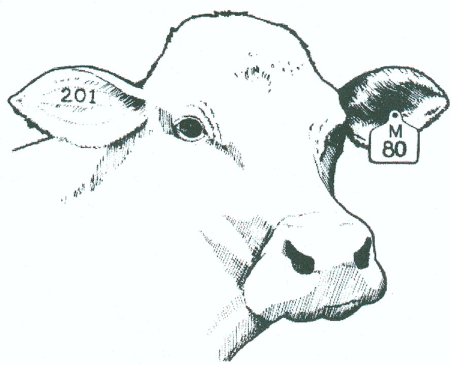 Missouri Beginning Farming: Ear Tags Missouri Beginning Farming: Ear Tags