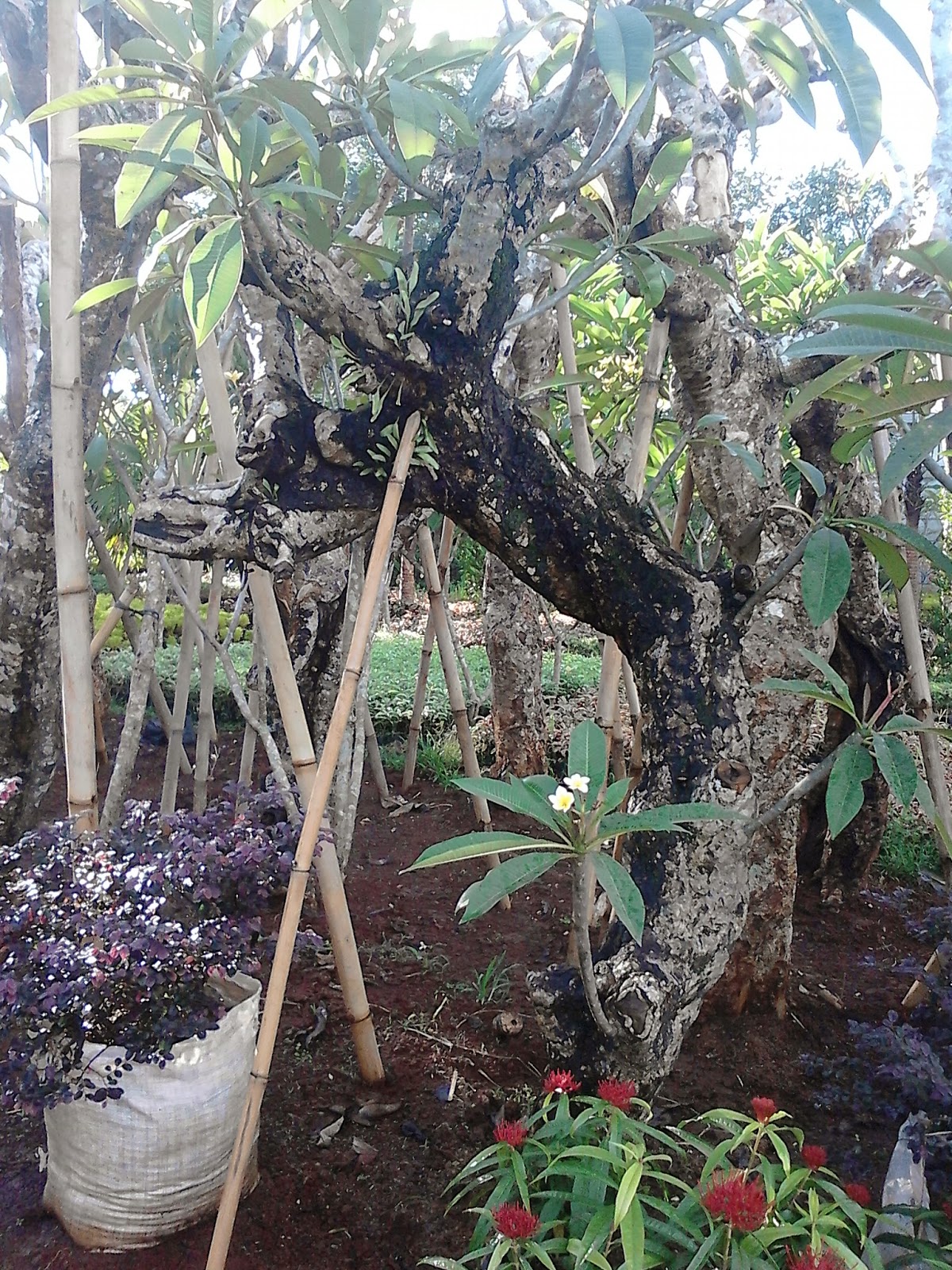 Jual Pohon Kamboja Fosil Murah | Tanaman Bunga | Kamboja Fosil ... Jual Pohon Kamboja Fosil Murah | Tanaman Bunga | Kamboja Fosil ...