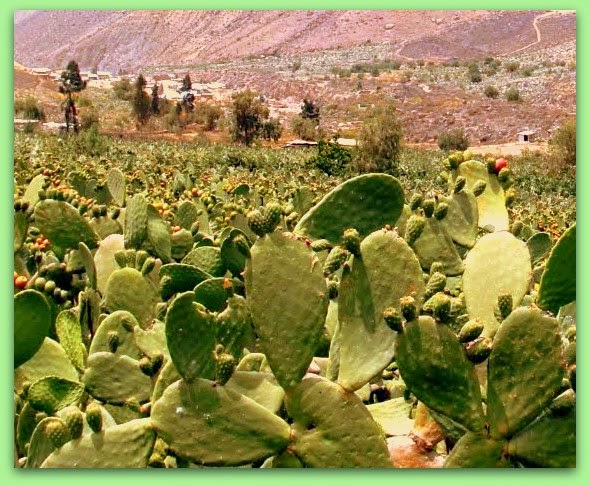 ANPP Animales y Plantas de Perú: Tuna - Opuntia ficus-indica