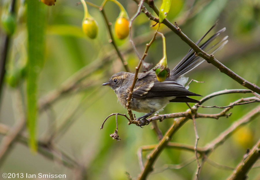 A passion for birds...: Oswin Roberts Reserve: Fairy-wrens and Fantails