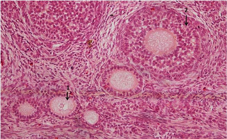 Laboratório Virtual de Embriologia: 03. Ovogênese