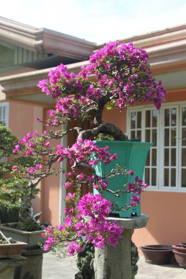 Bonsai Haven: BONSAI STYLE: CASCADE