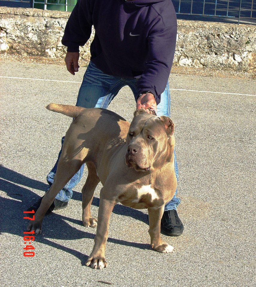 BANDOGFARM REGENCY MASTIFF FROM GREECE: ATTLAS II