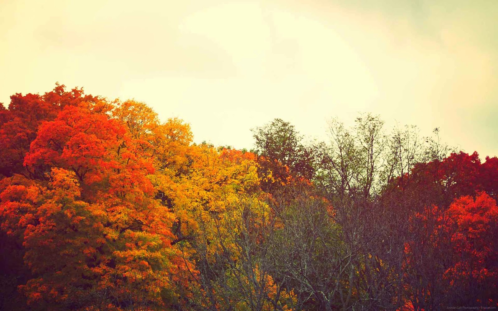 6 Wallpapers para seu desktop divar ! | Loenen Silva