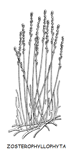 Biologia em Ação: Pteridófitas ancestrais