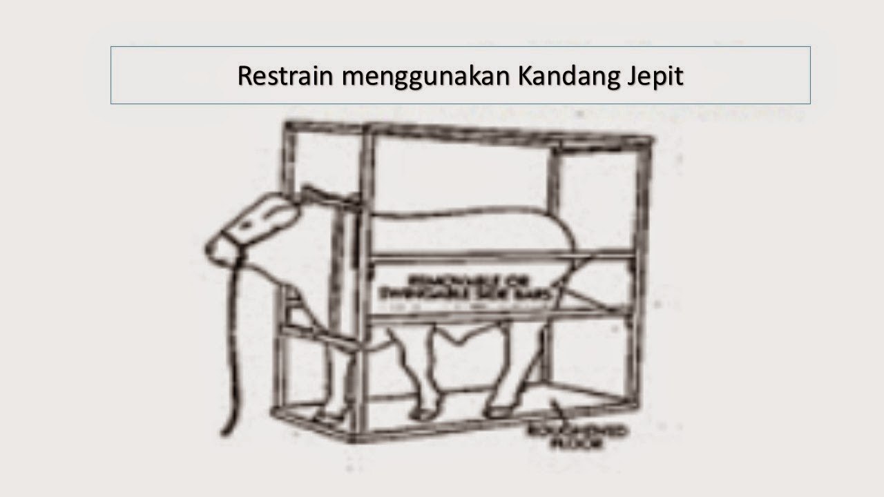 SARUEDI SIMAMORA: RESTRAIN DAN CASTING PADA SAPI