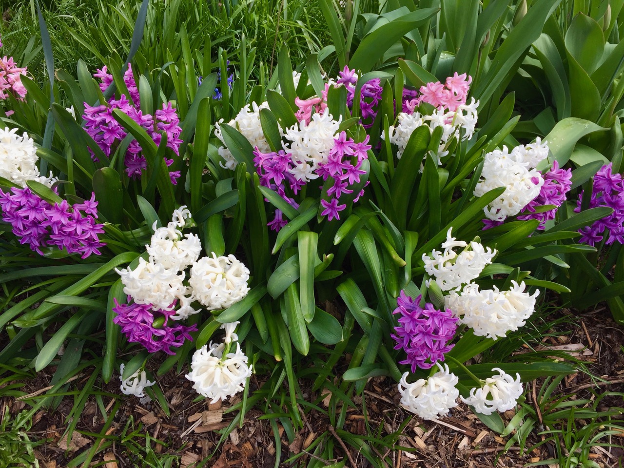 Shoreline Area News: Photos: Hyacinths