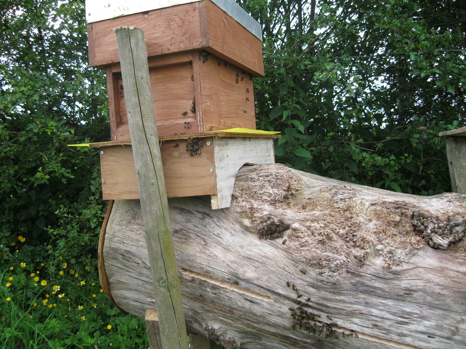 Cottarton Cottage: The Log Hive --- and its Residents