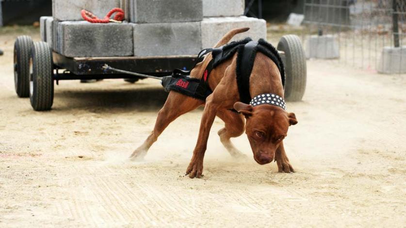 Game Breed: How To Train a Dog For Fight