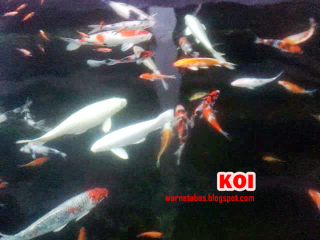 Unduh 68+ Gambar Ikan Yang Bagus Terbaru Gratis