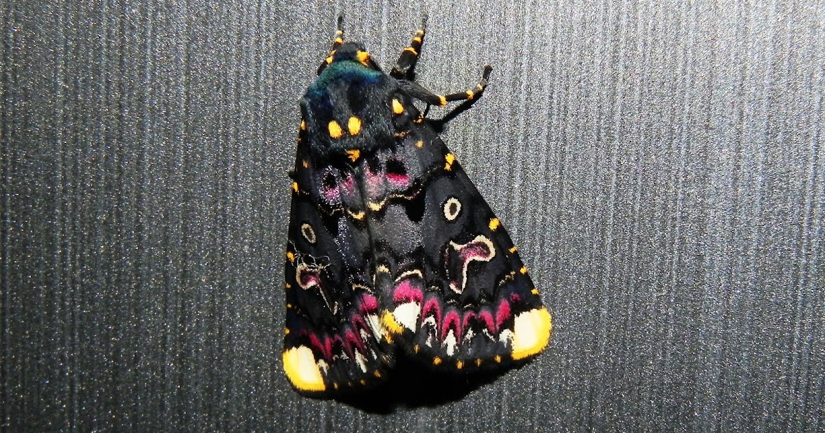 Lepidoptera Life cycle: Life Cycle images of Polytela gloriosae (Lily Moth)