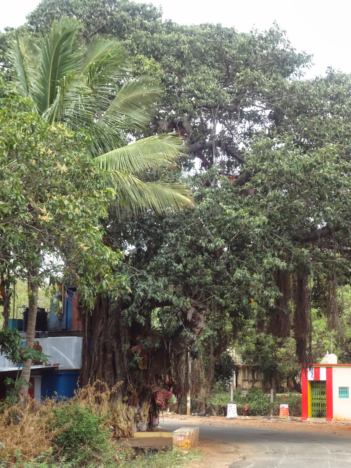 Thiruthal: Remembering the fallen banyan tree at Courtallam - Tenkasi ...