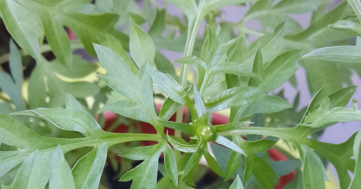 Hiking & Gardening: Ulam Raja (Cosmos Caudatus)