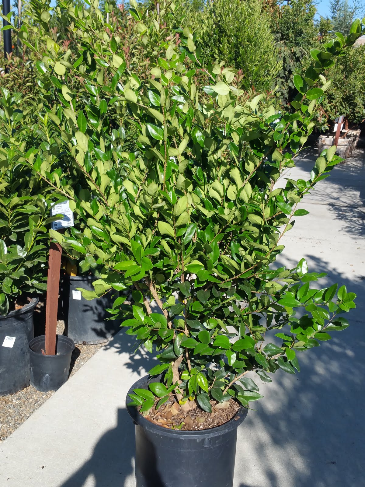 John's Western Tree Plant Photos: Ligustrum japonicum Texanum bush #15