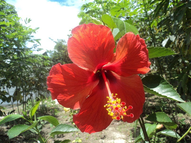 Mis lecturas auristelinas: Tres flores de la selva peruana